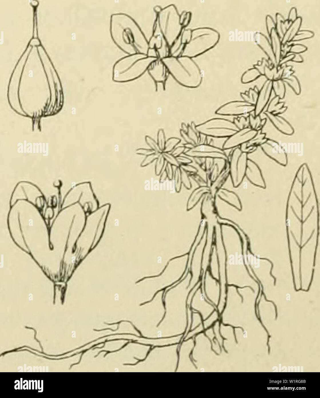 Gele bloem hi-res stock photography and images - Alamy