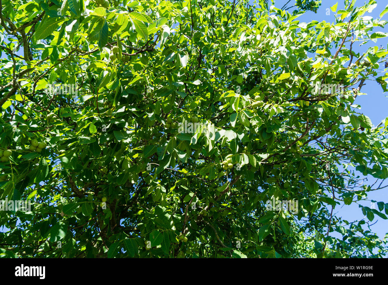 Fruits of a walnut tree Stock Photo - Alamy