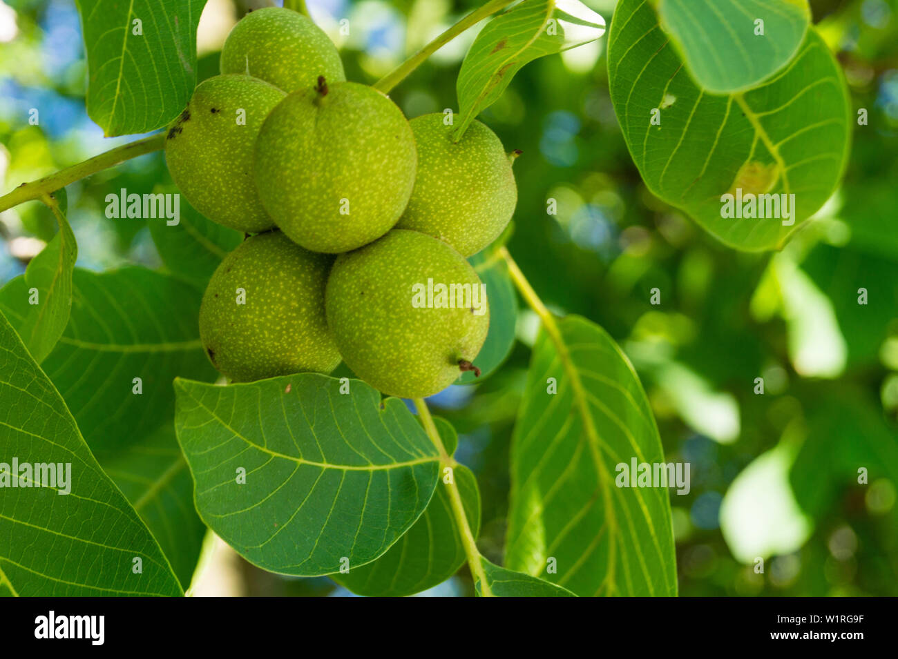Fruits of a walnut tree Stock Photo - Alamy