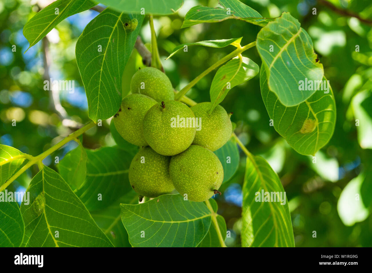 Fruits of a walnut tree Stock Photo - Alamy