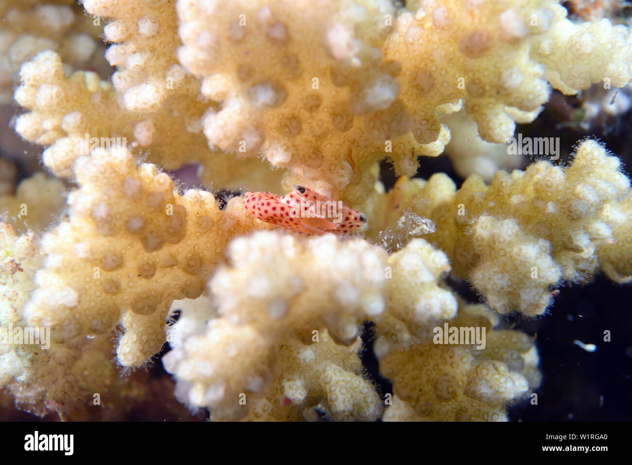 Coral Guard Crab High Resolution Stock Photography and Images - Alamy