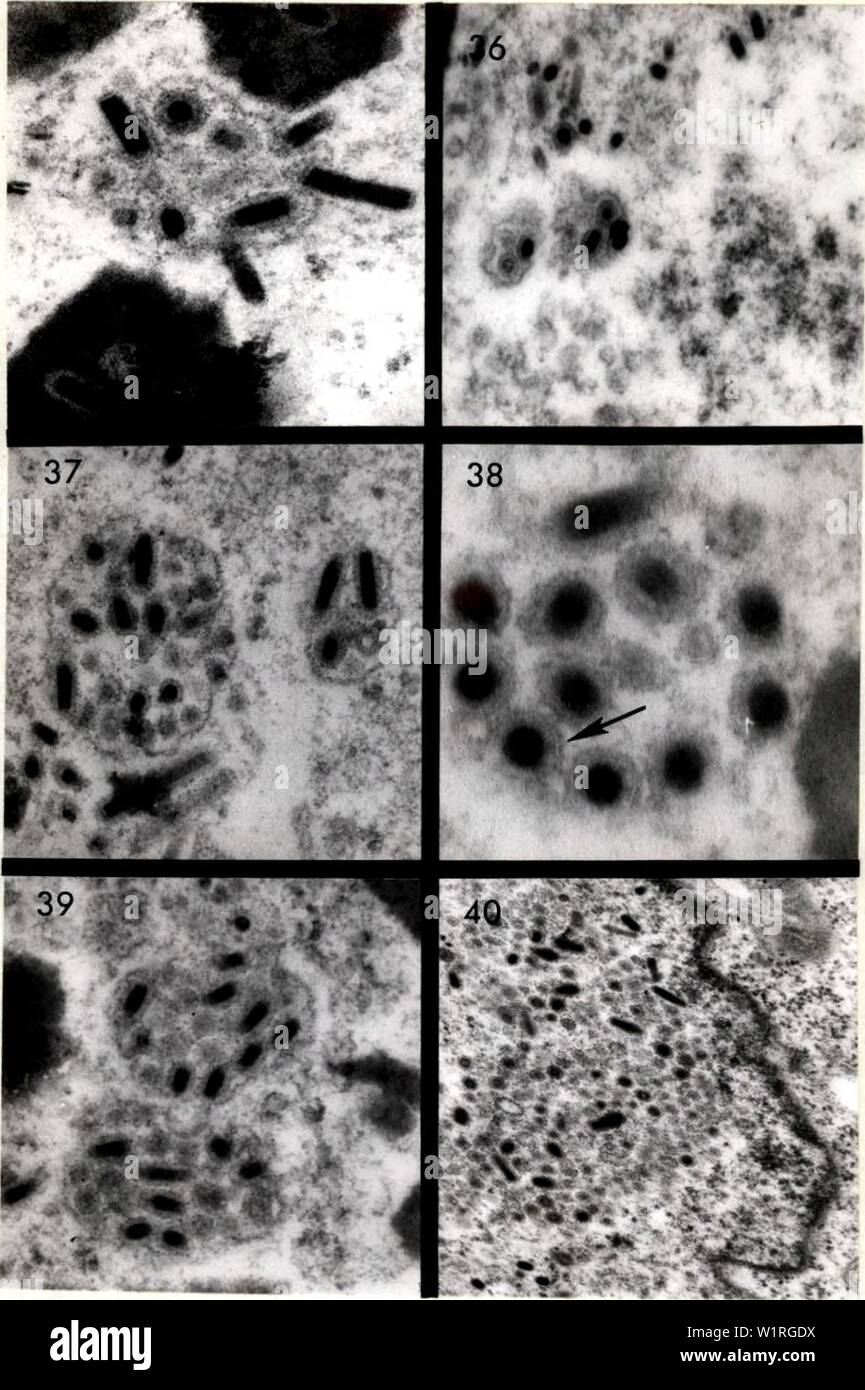 Polyhedrosis hi-res stock photography and images - Alamy