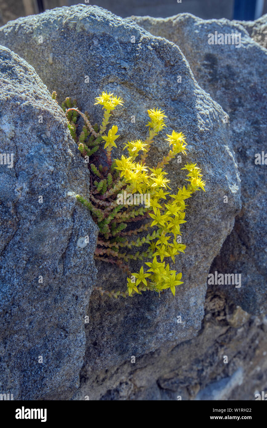 Creeping sedum hi-res stock photography and images - Alamy
