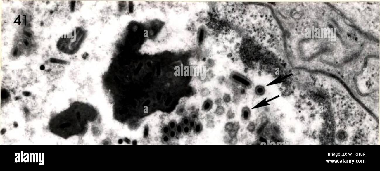 Cytopathology hi-res stock photography and images - Alamy