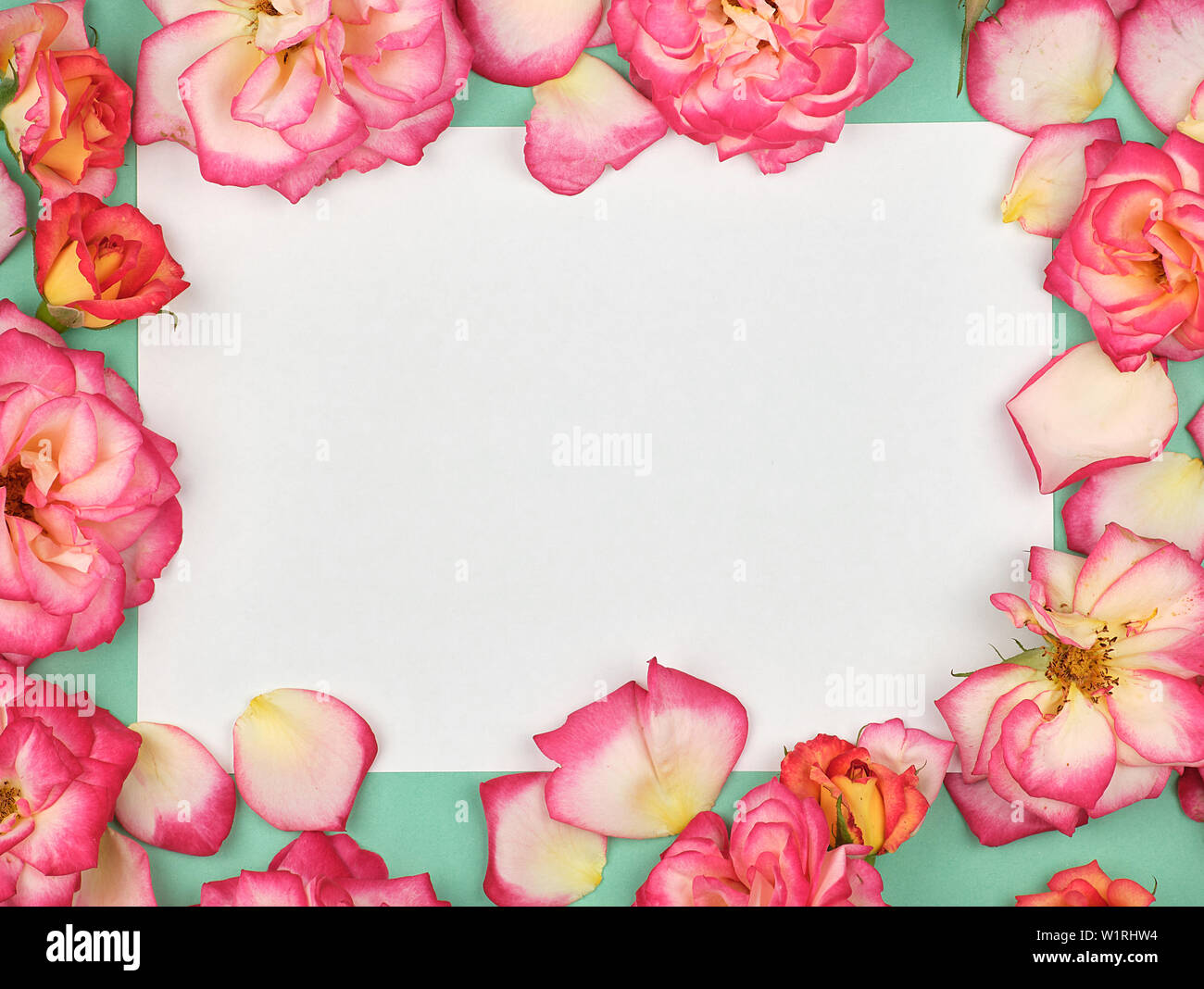 pure white paper sheet and buds of pink roses, festive background, copy ...