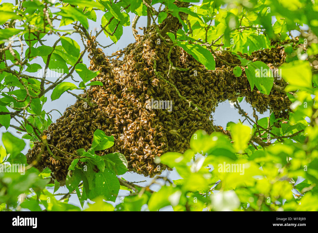 swarm of honey bees hanging up on a tree in summertime Stock Photo - Alamy