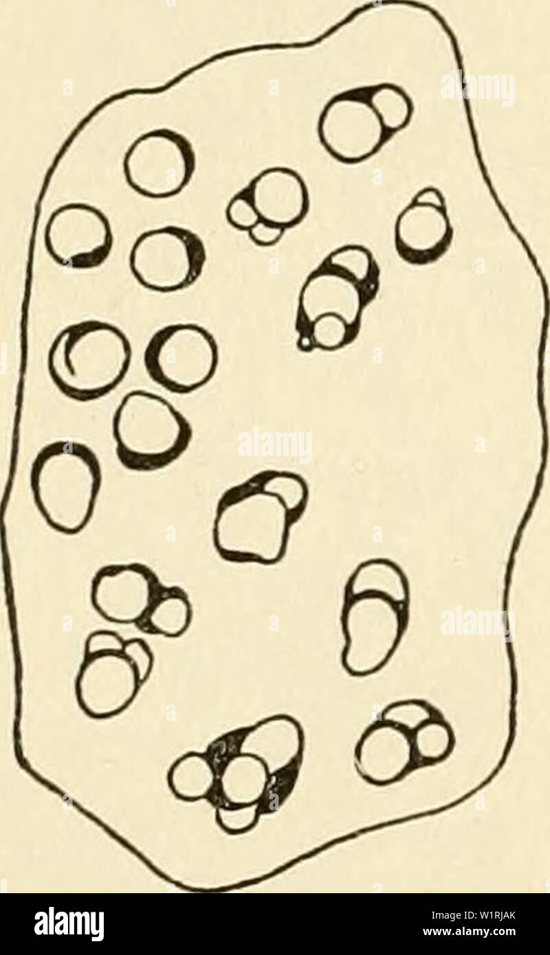 Leucoplast In Plant Cell
