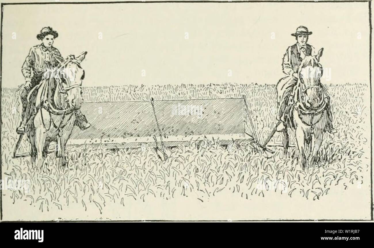 Infested crops hi-res stock photography and images - Alamy