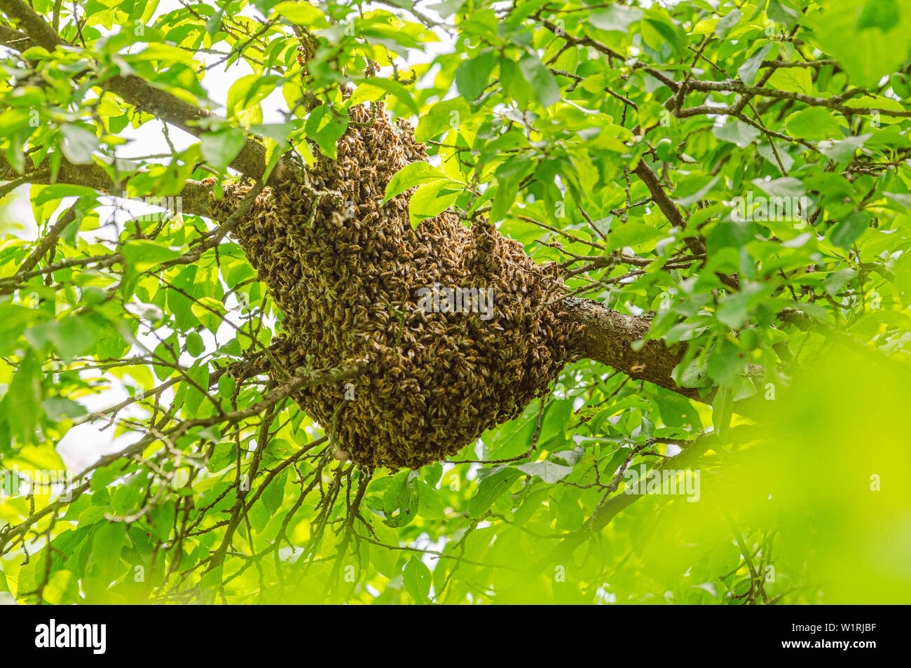 Hanging honey bee comb hi-res stock photography and images - Alamy