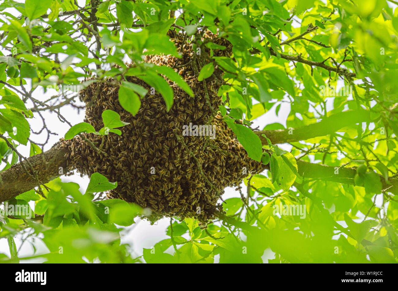 Bee swarm on a tree hi-res stock photography and images - Alamy