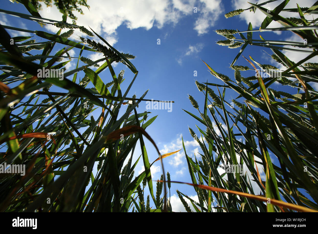 Ground level view hi-res stock photography and images - Alamy