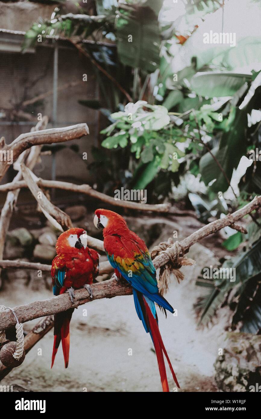 Parrots red green parrots together hi-res stock photography and images ...