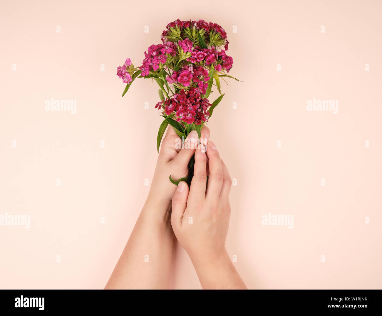 two female hands with light smooth skin and buds of a blossoming ...