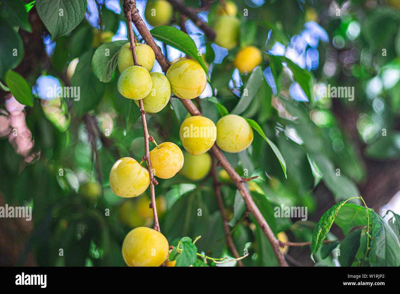 Yellow plums in a tree, healthy food, orchard Stock Photo - Alamy