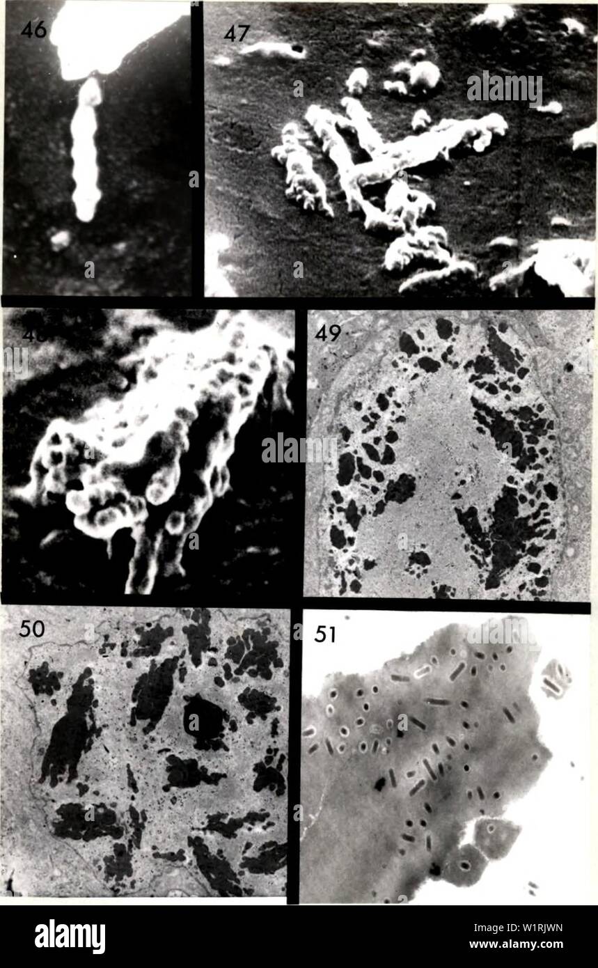 Triseriatus hi-res stock photography and images - Alamy