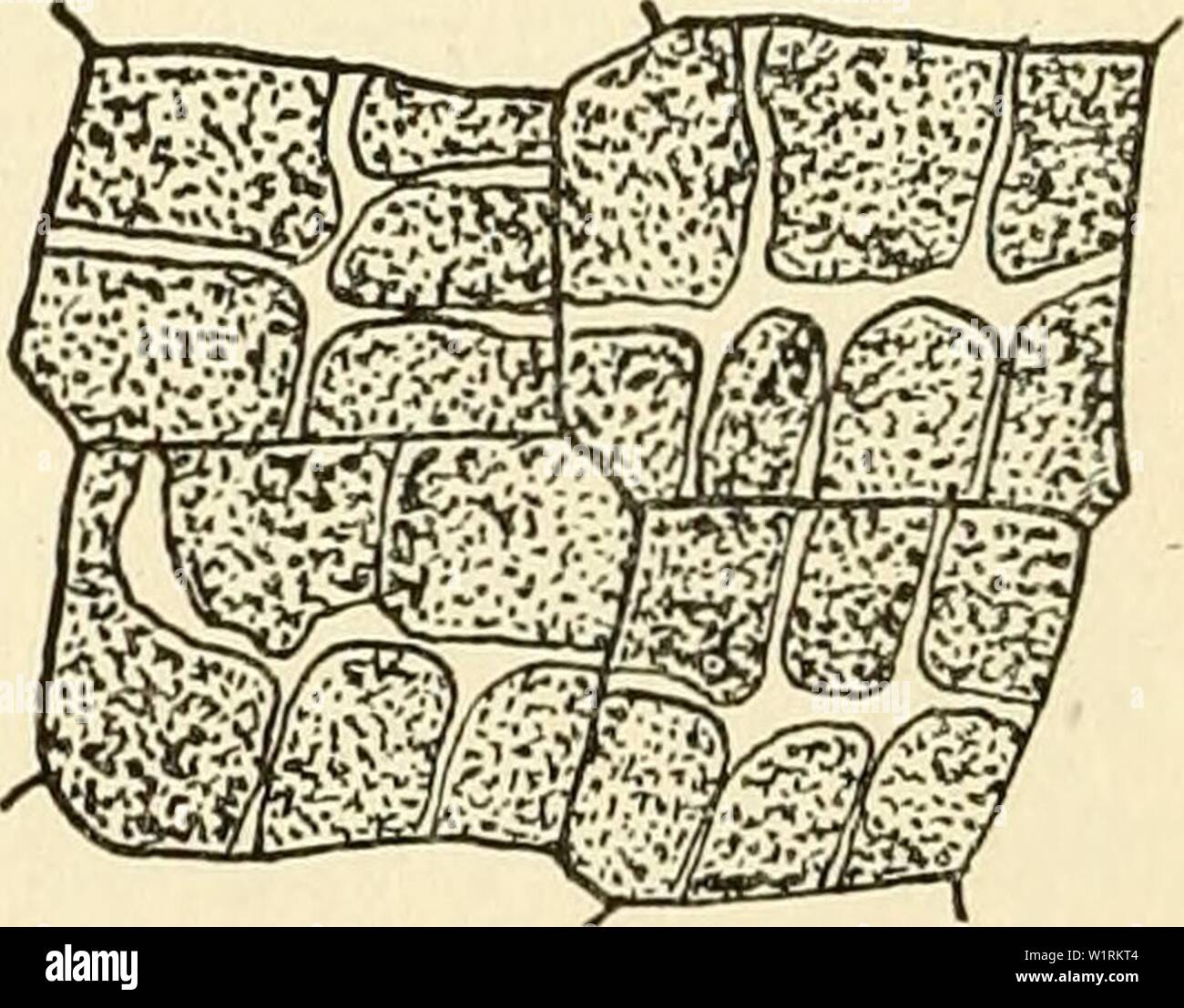 Chloroplasts in plant cell hi-res stock photography and images - Alamy