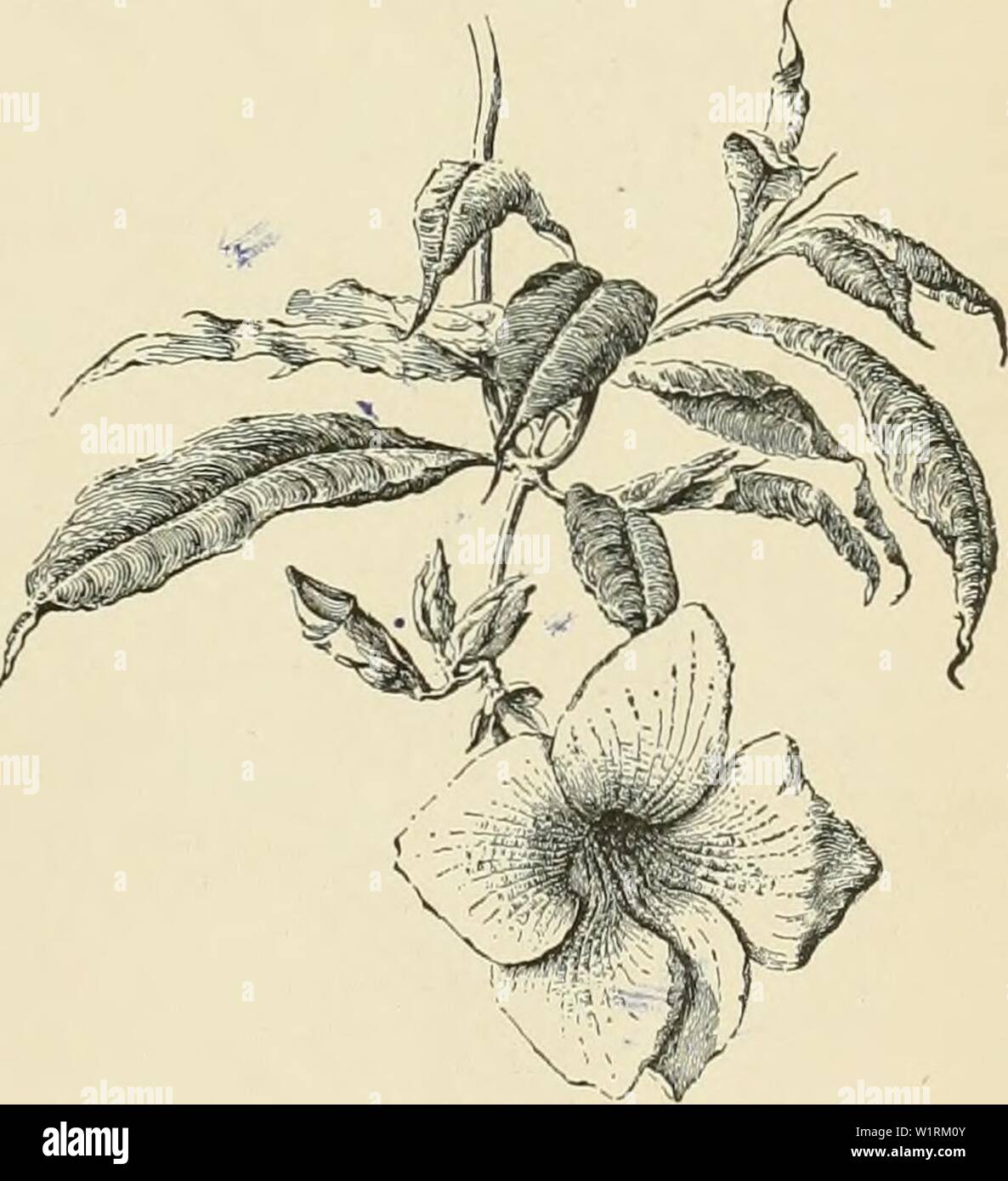 Cuspidate hi-res stock photography and images - Alamy