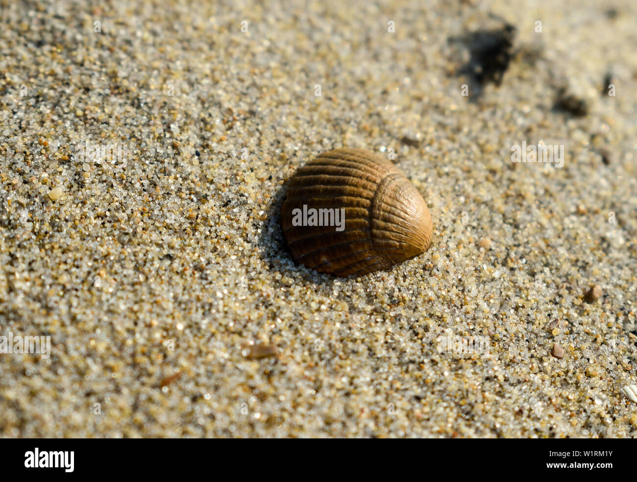 Beautiful sea shell on sea shore Stock Photo - Alamy