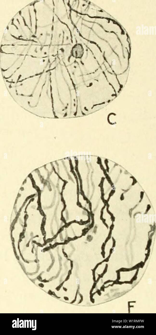 Germinal vesicle stage hi-res stock photography and images - Alamy