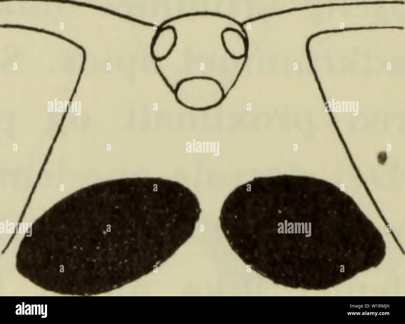 C bipunctata hi-res stock photography and images - Alamy