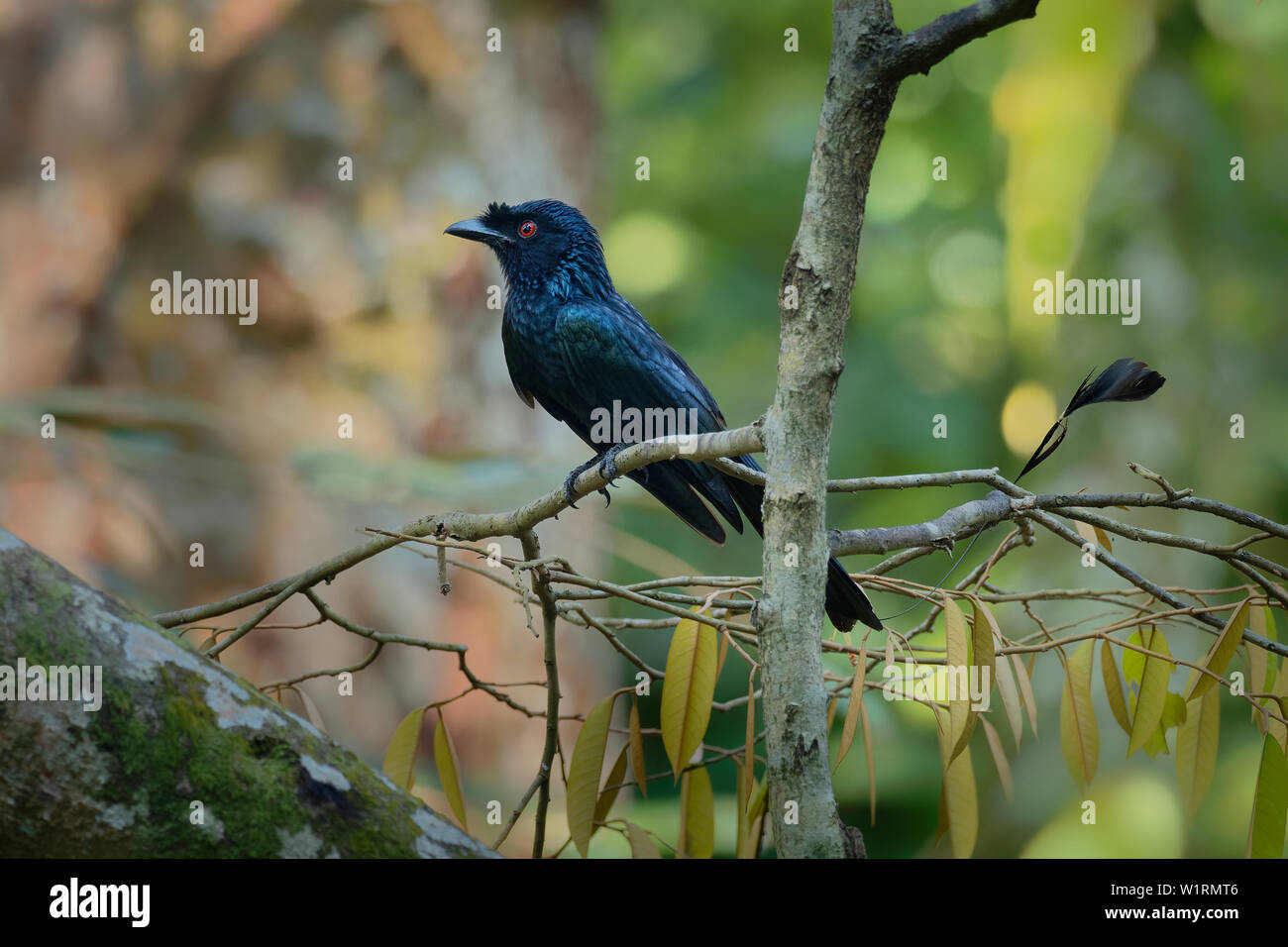 Greater Racket-tailed Drongo - Dicrurus paradiseus, Asian bird ...