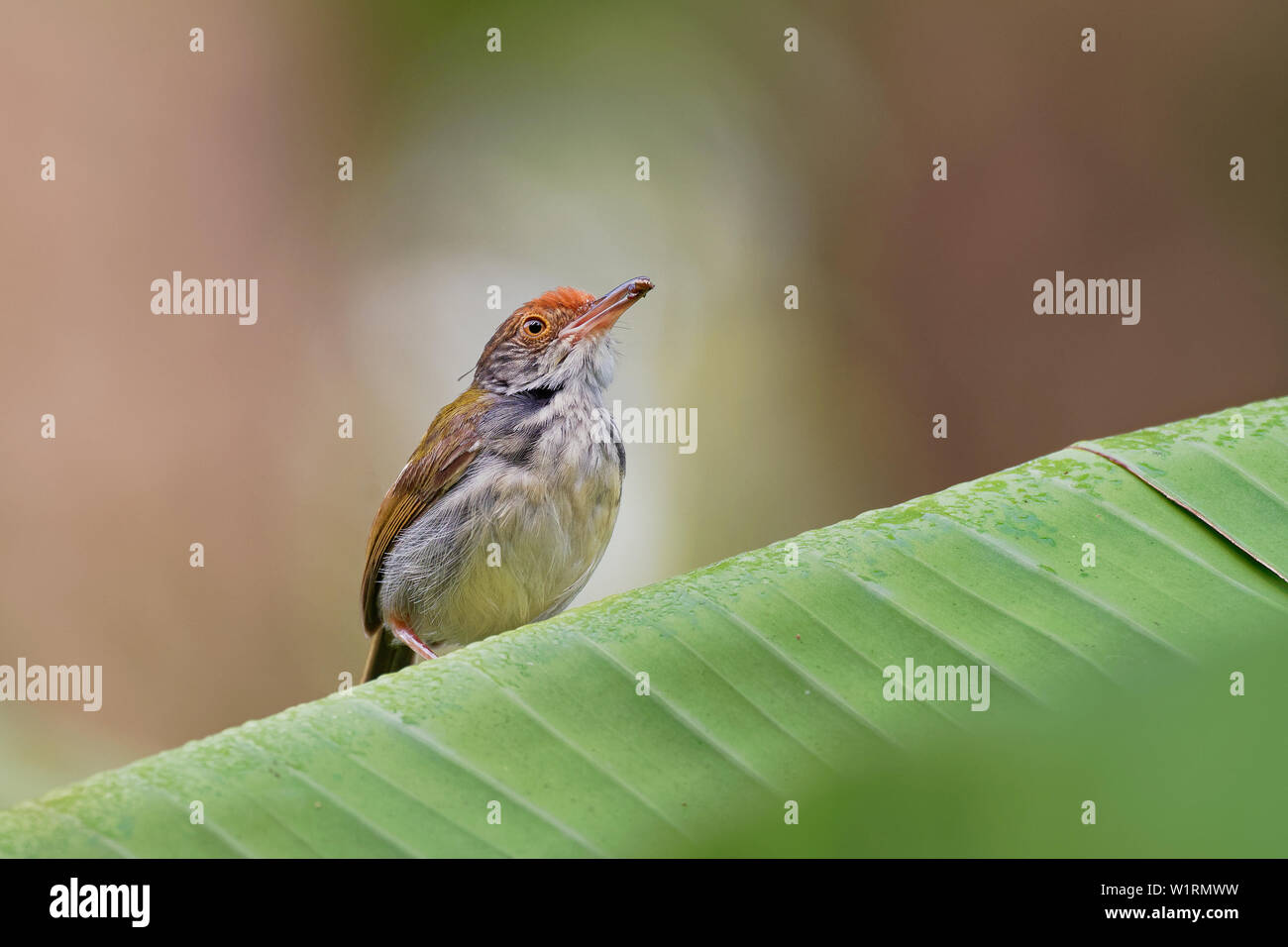 National bird of myanmar hi-res stock photography and images - Alamy