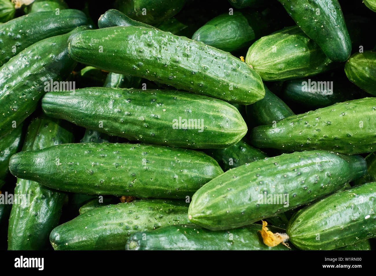 Cucumber background Cucumber harvest. many cucumbers. cucumbers from ...