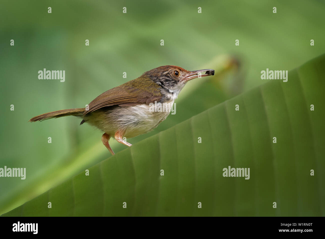 National bird of myanmar hi-res stock photography and images - Alamy