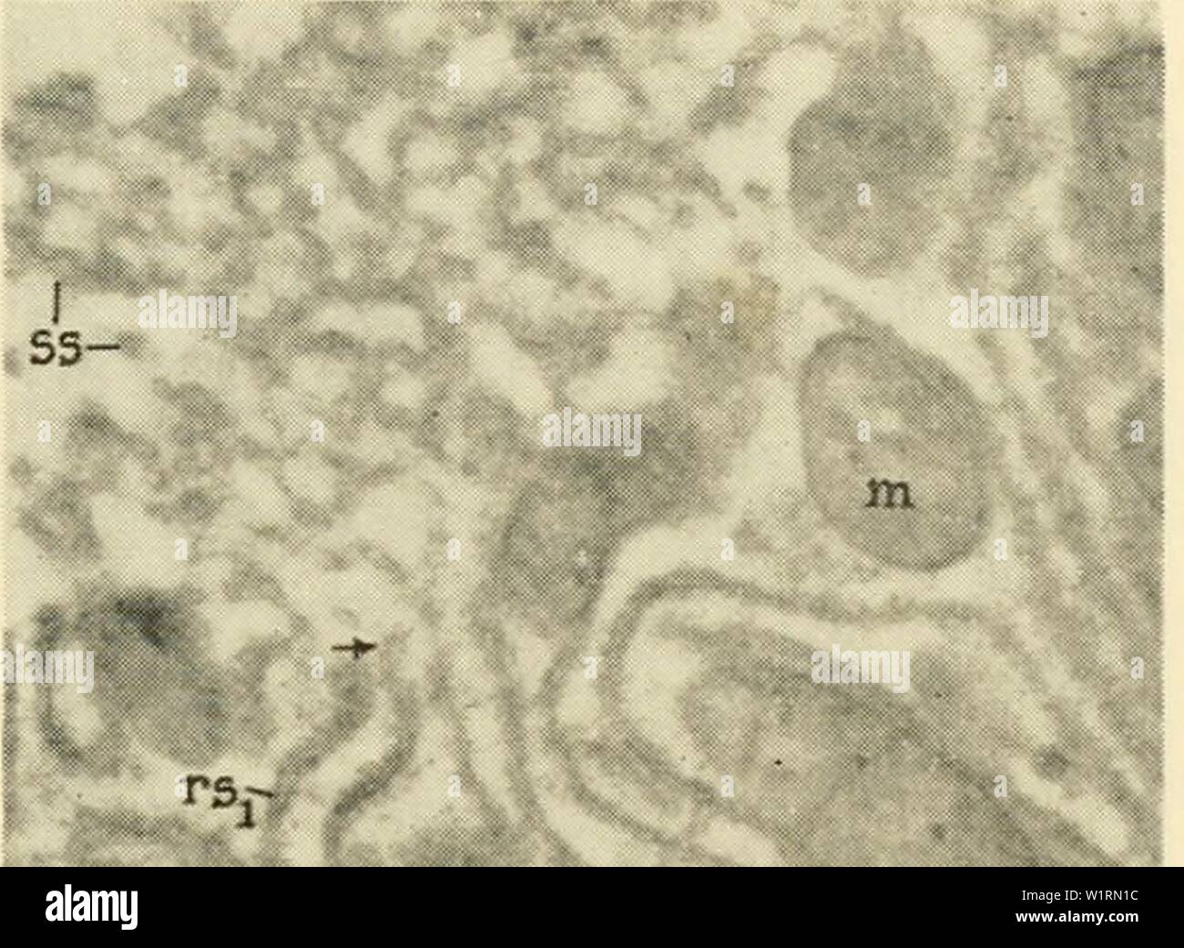 Smooth endoplasmic reticulum hi-res stock photography and images - Alamy