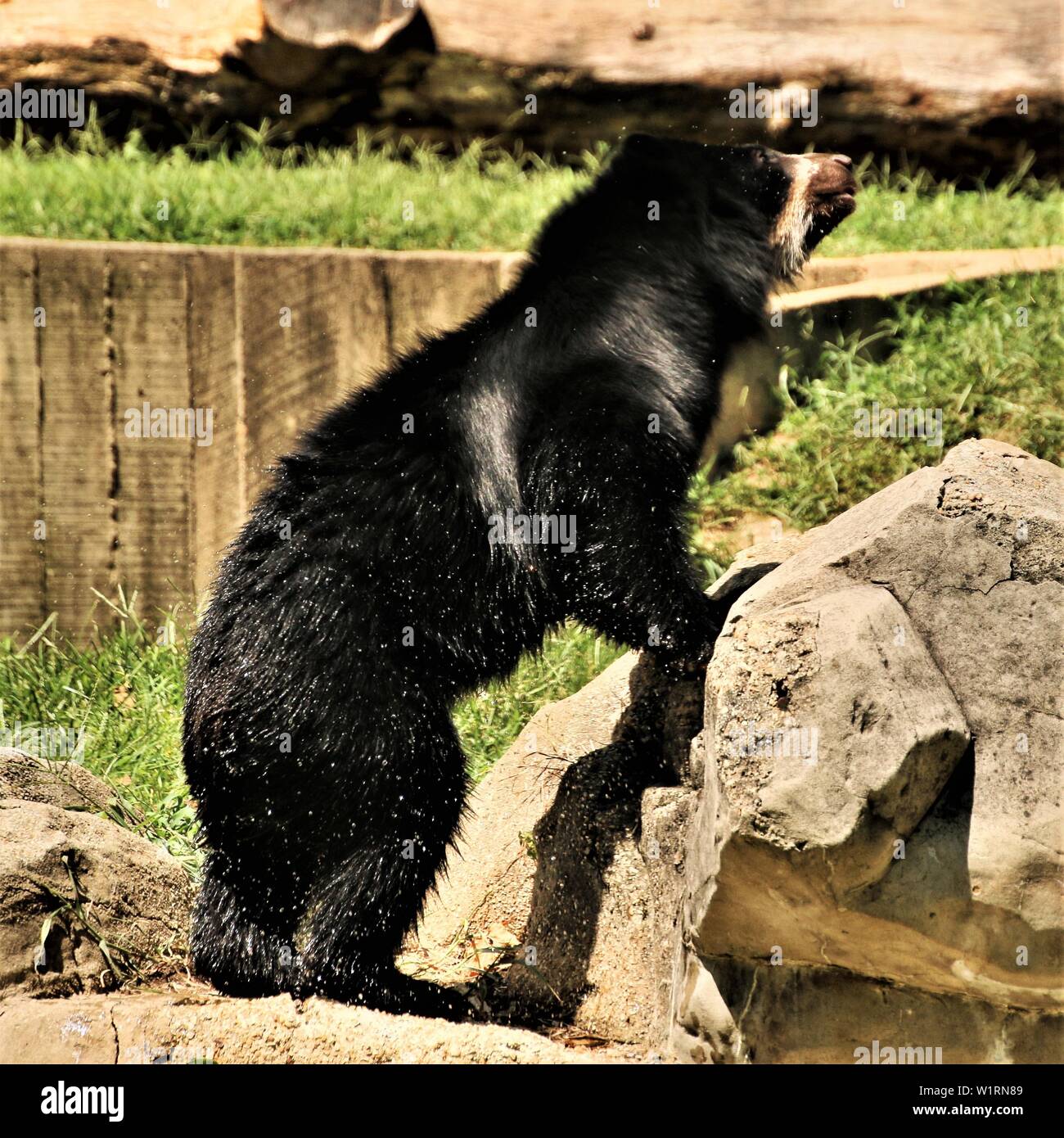 A picture of a Bear Stock Photo - Alamy