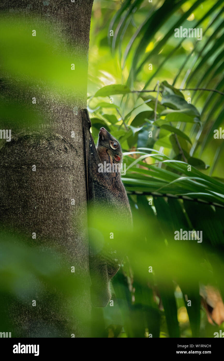 Flying lemur hi-res stock photography and images - Alamy
