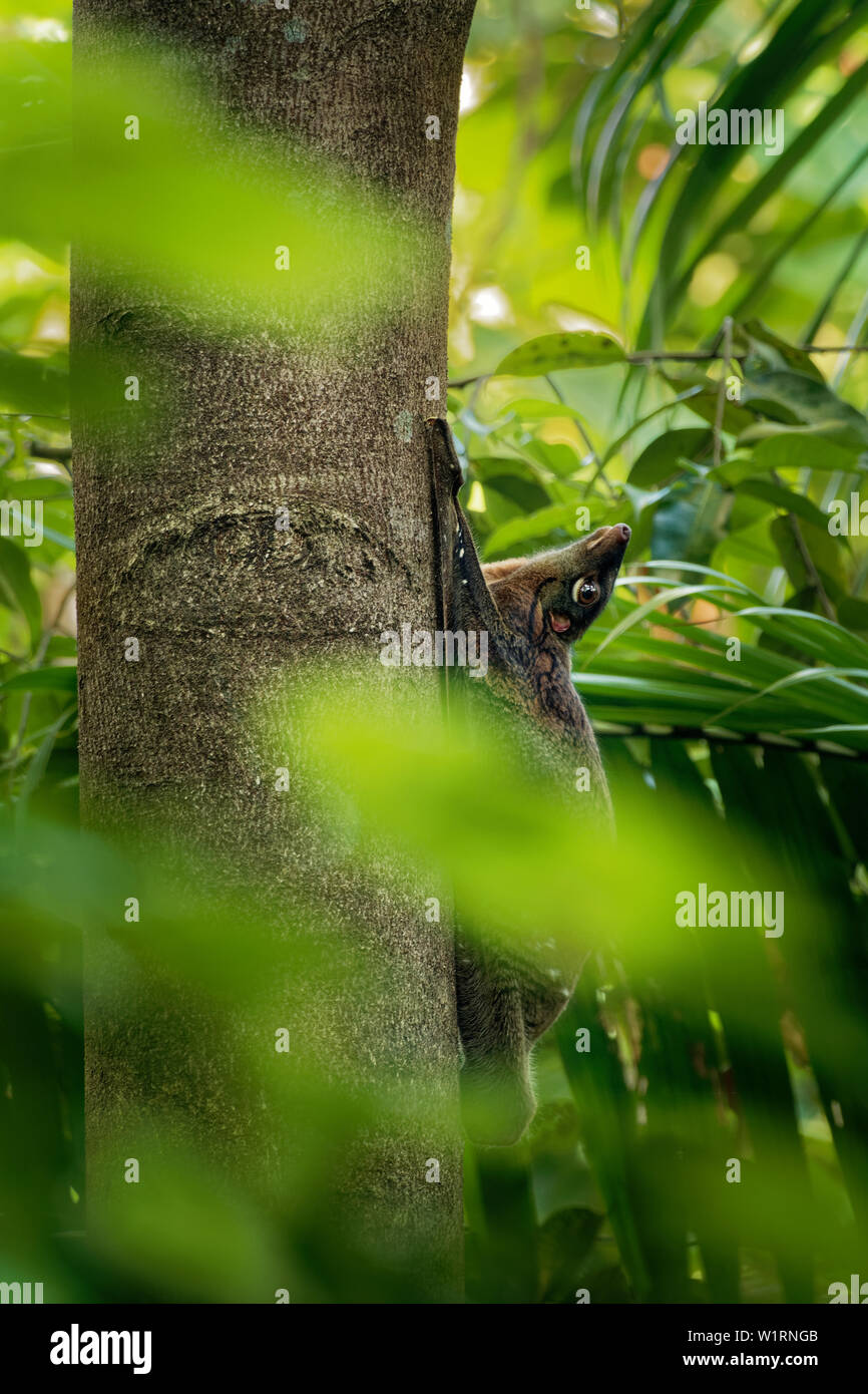Colugo hi-res stock photography and images - Alamy
