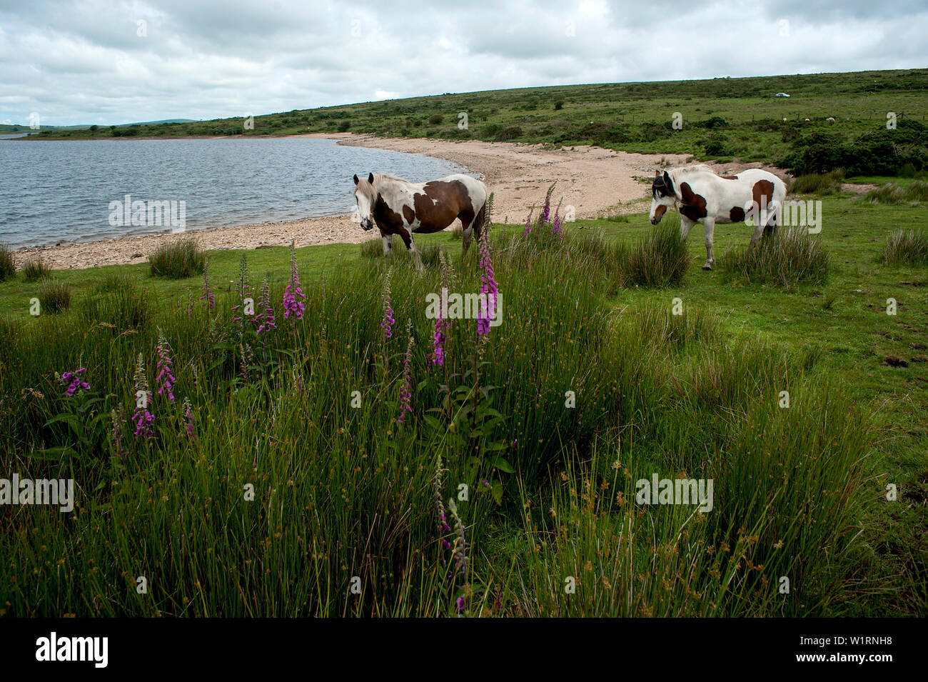 Bodmin moor wild hi-res stock photography and images - Alamy