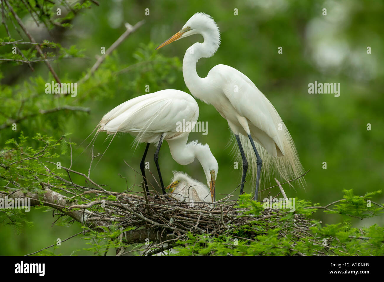 Great Egret Feeding the Chicks Stock Photo - Alamy