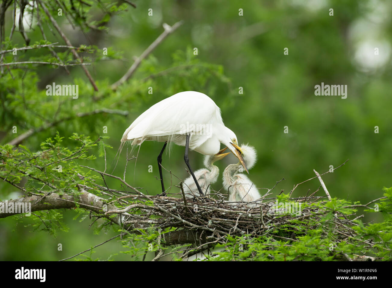 Great Egret Feeding the Chicks Stock Photo - Alamy