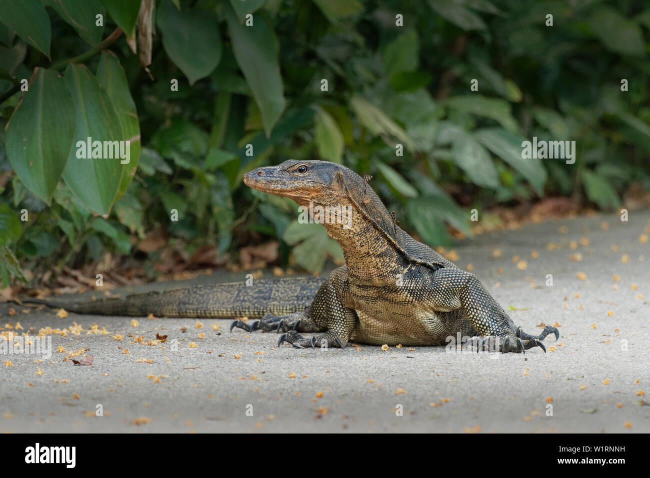 Asian water monitor - Varanus salvator also common water monitor, large ...