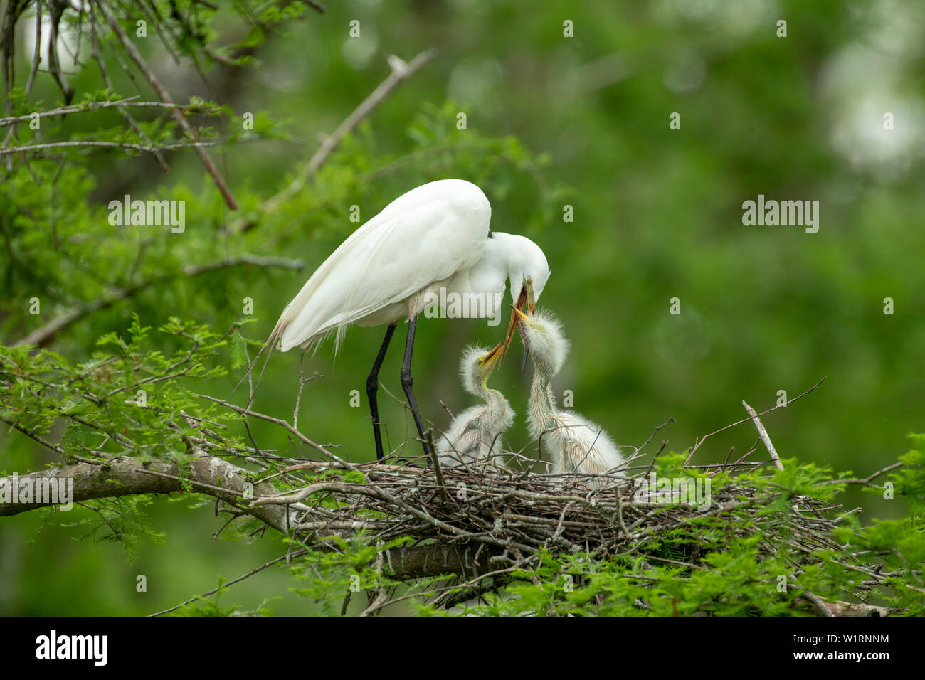 Great Egret Feeding the Chicks Stock Photo - Alamy