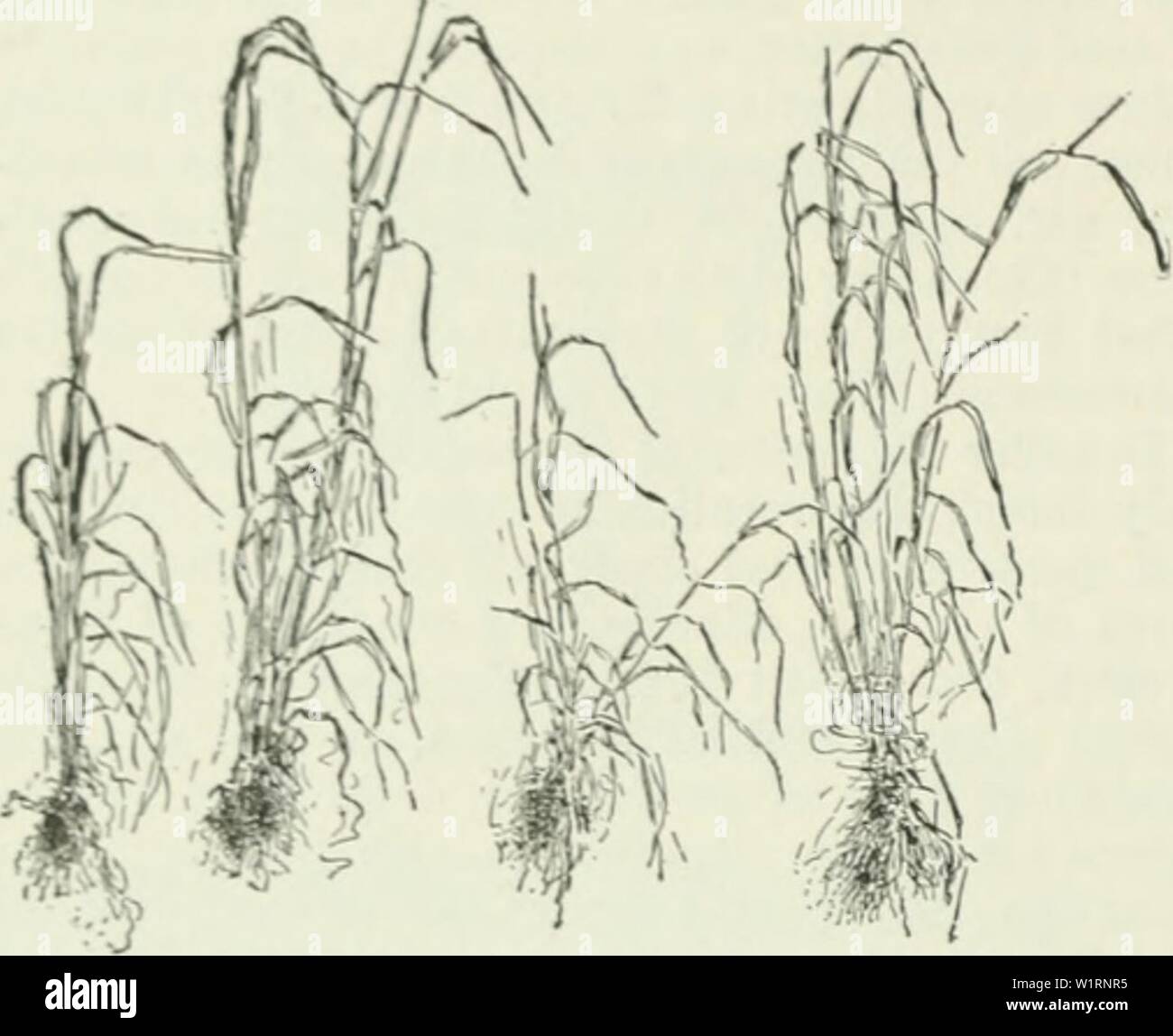 Crop rotation drawing hi-res stock photography and images - Alamy