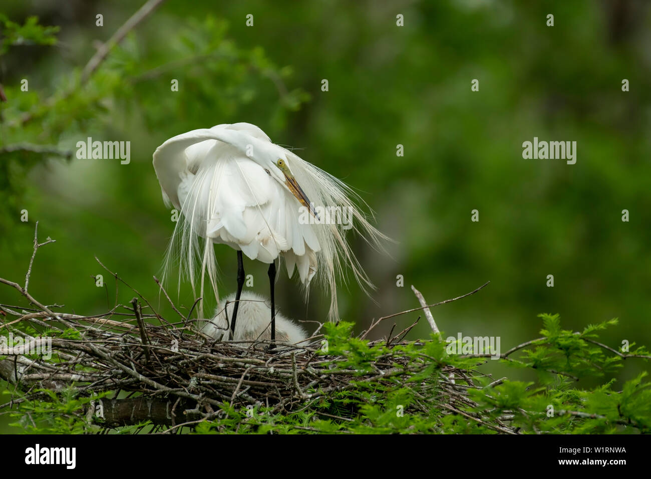Great Egret on its Nest Preening Stock Photo - Alamy