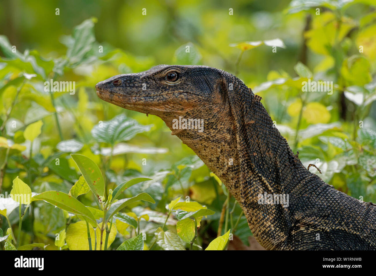 Asian water monitor - Varanus salvator also common water monitor, large ...