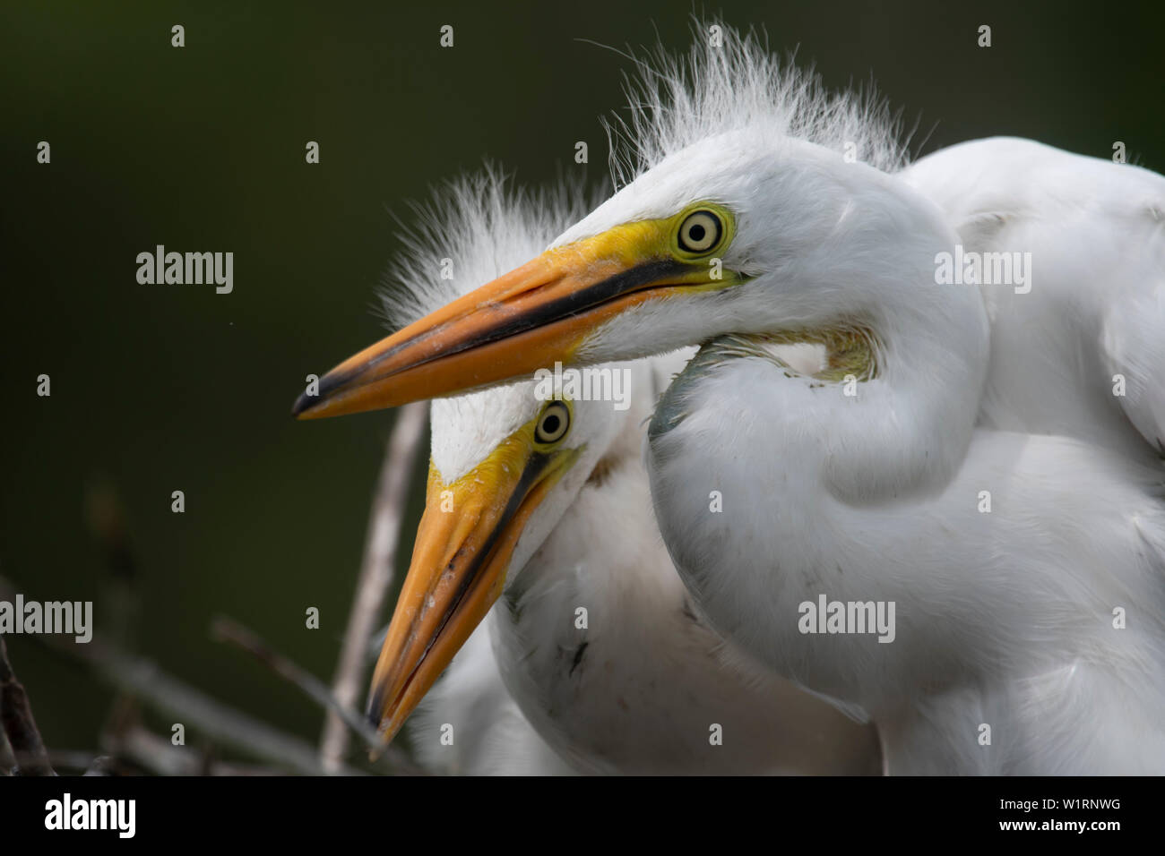Great Egret Chicks Stock Photo - Alamy