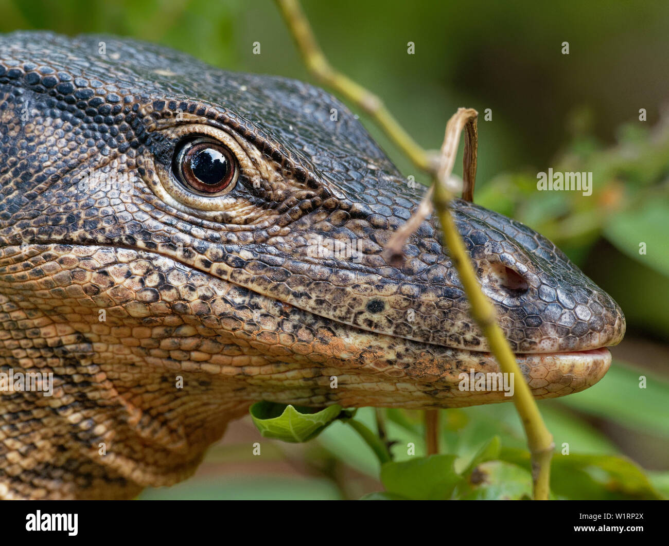 Asian water monitor - Varanus salvator also common water monitor, large ...