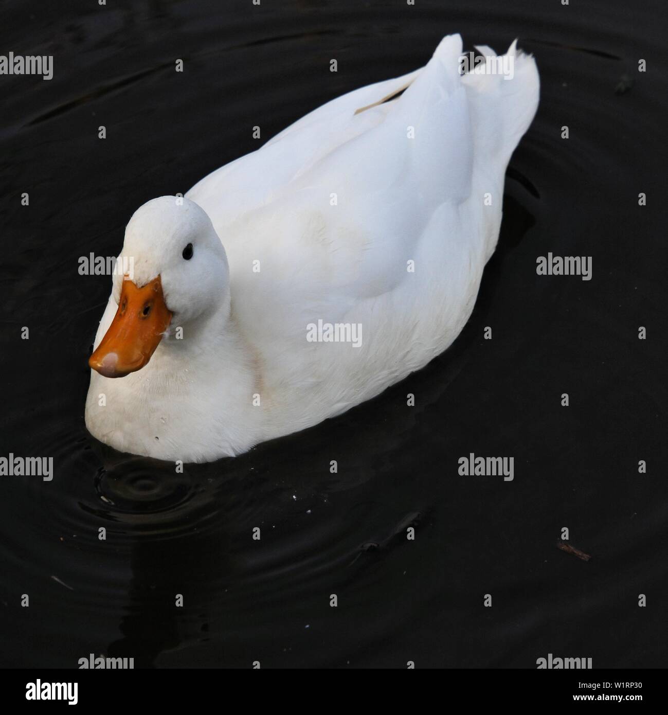 A picture of a White Duck Stock Photo - Alamy