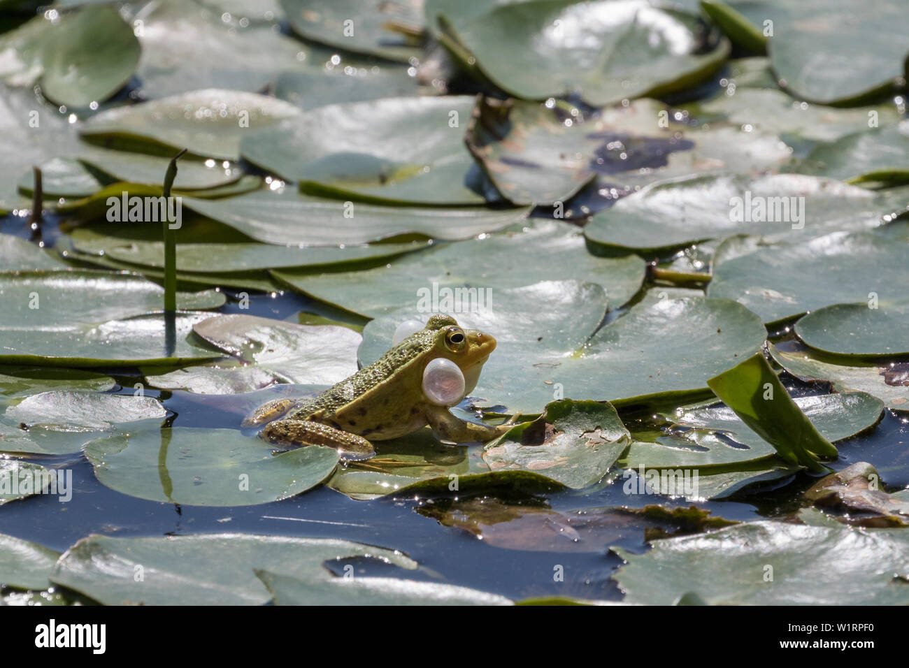 Croaking frog with bloated vocal sack Stock Photo - Alamy