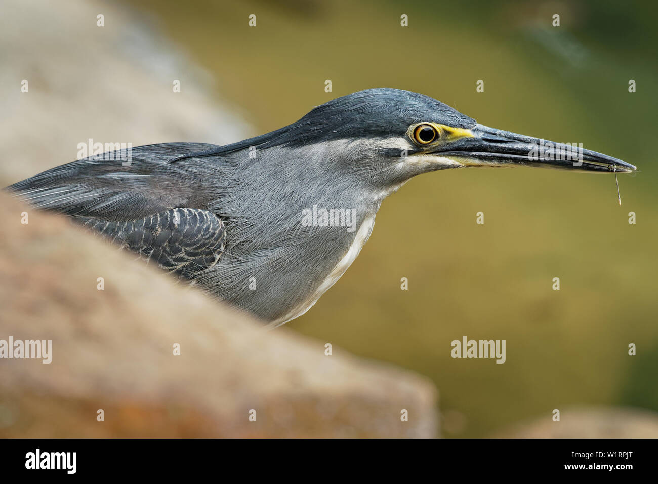 Striated Heron - Butorides striata also mangrove heron, little heron or ...