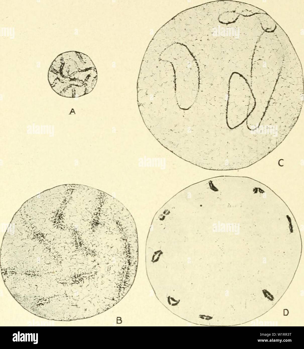 Archive image from page 75 of Cytology, with special reference to ...