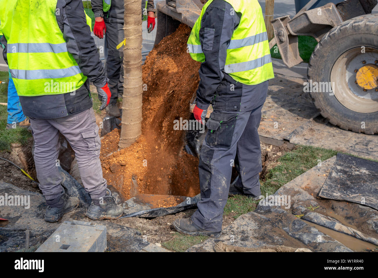 Workers planting a root ball of tree in soil Stock Photo - Alamy