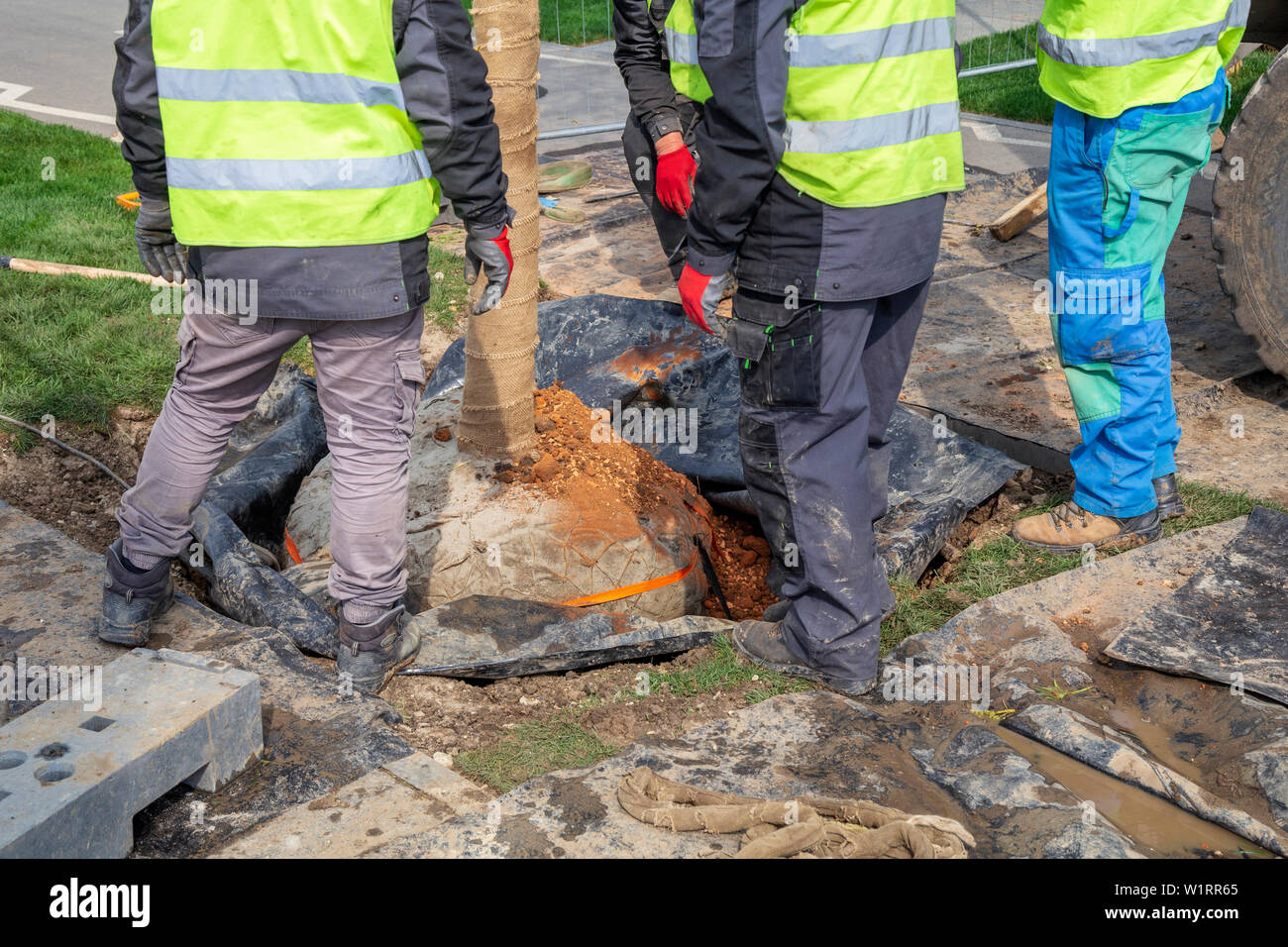 Workers planting a root ball of tree in soil at the new residential ...