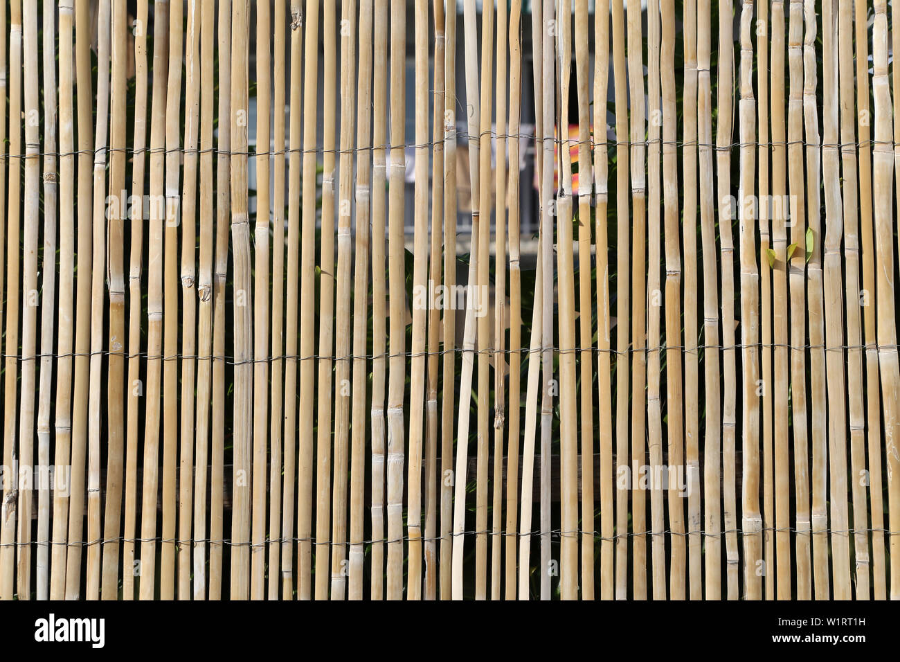 The fence of bamboo sticks fastened with wire Stock Photo - Alamy