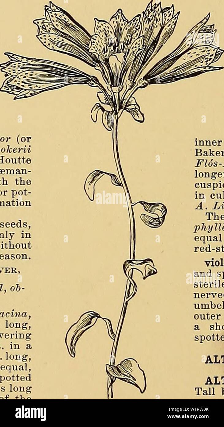 Alum roots hi-res stock photography and images - Alamy